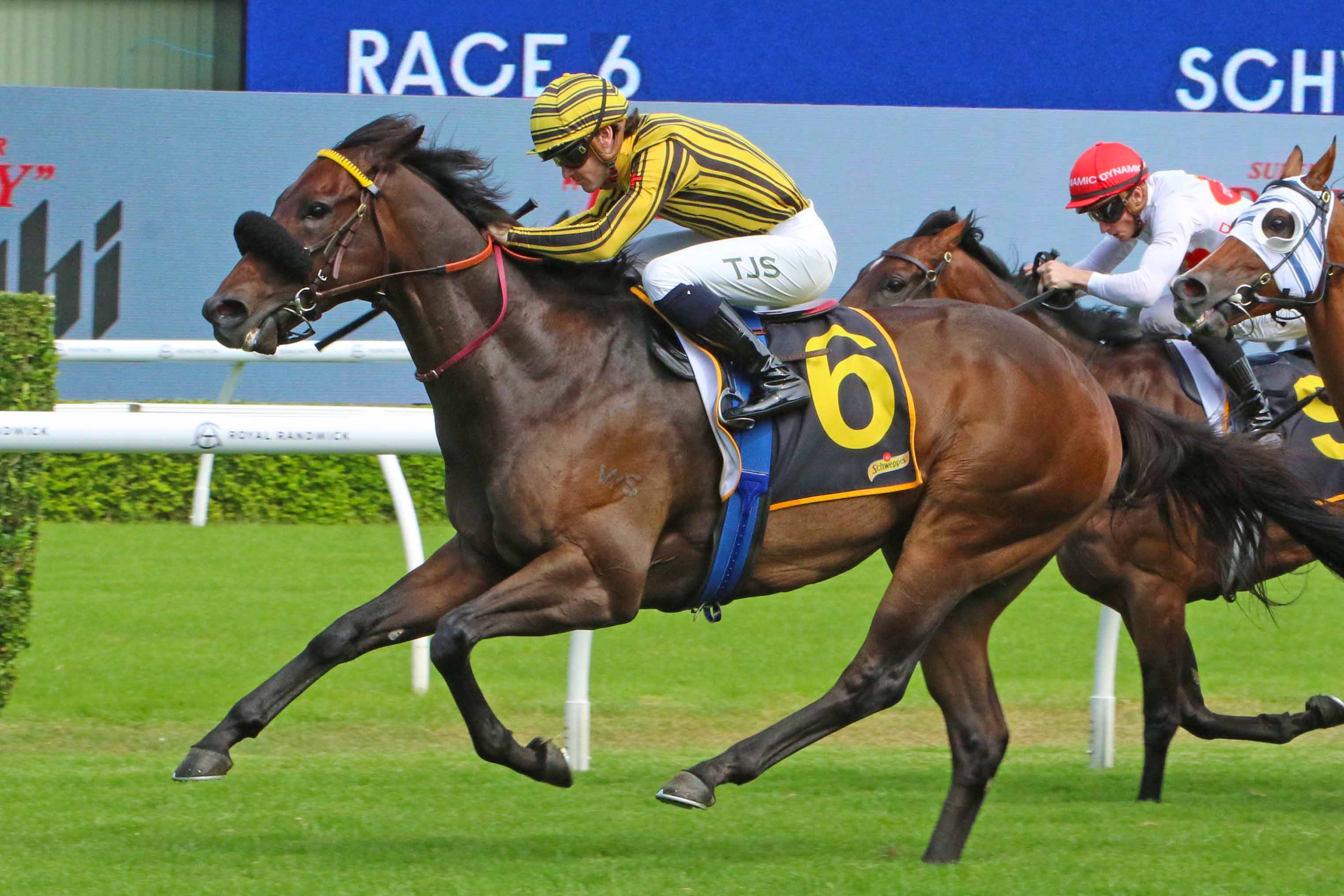 Jedibeel (NZ) a Sydney Sprinting Star | New Zealand Bloodstock ...