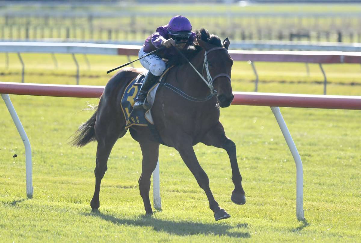Platinum Diamond (NZ) Doubles Up | New Zealand Bloodstock ...