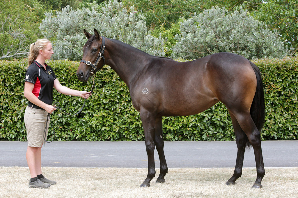 Divine Sava | Karaka 2020 - Book 1 | New Zealand Bloodstock ...