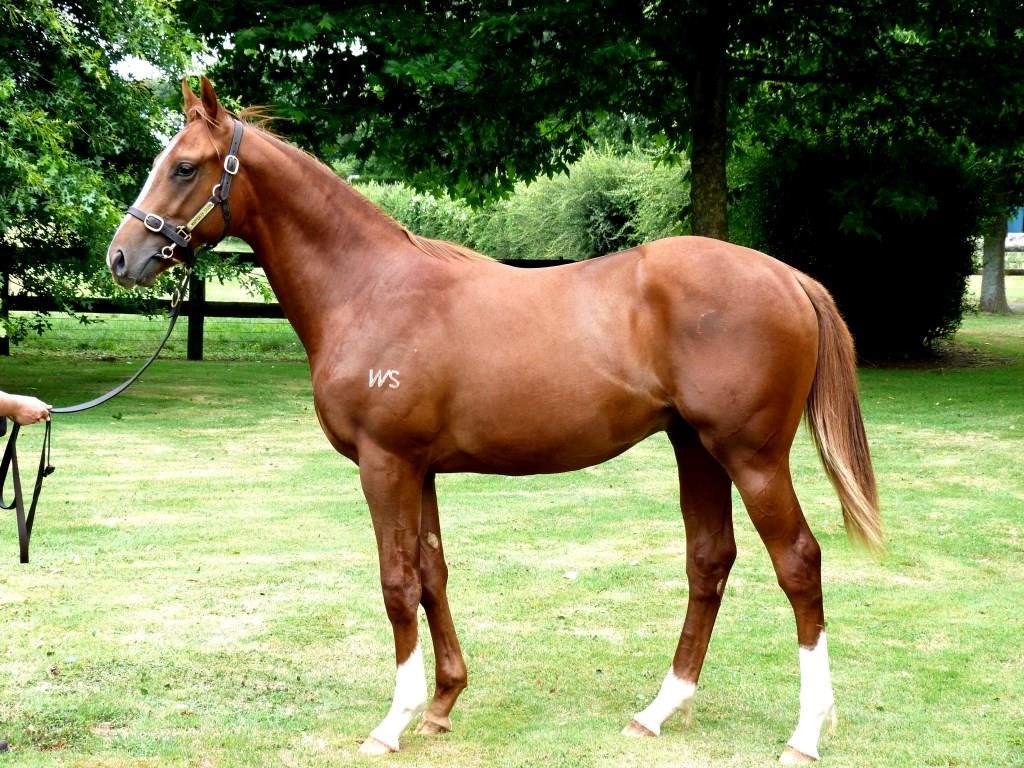 Satellite Warrior | Select Yearling Sale | New Zealand Bloodstock ...