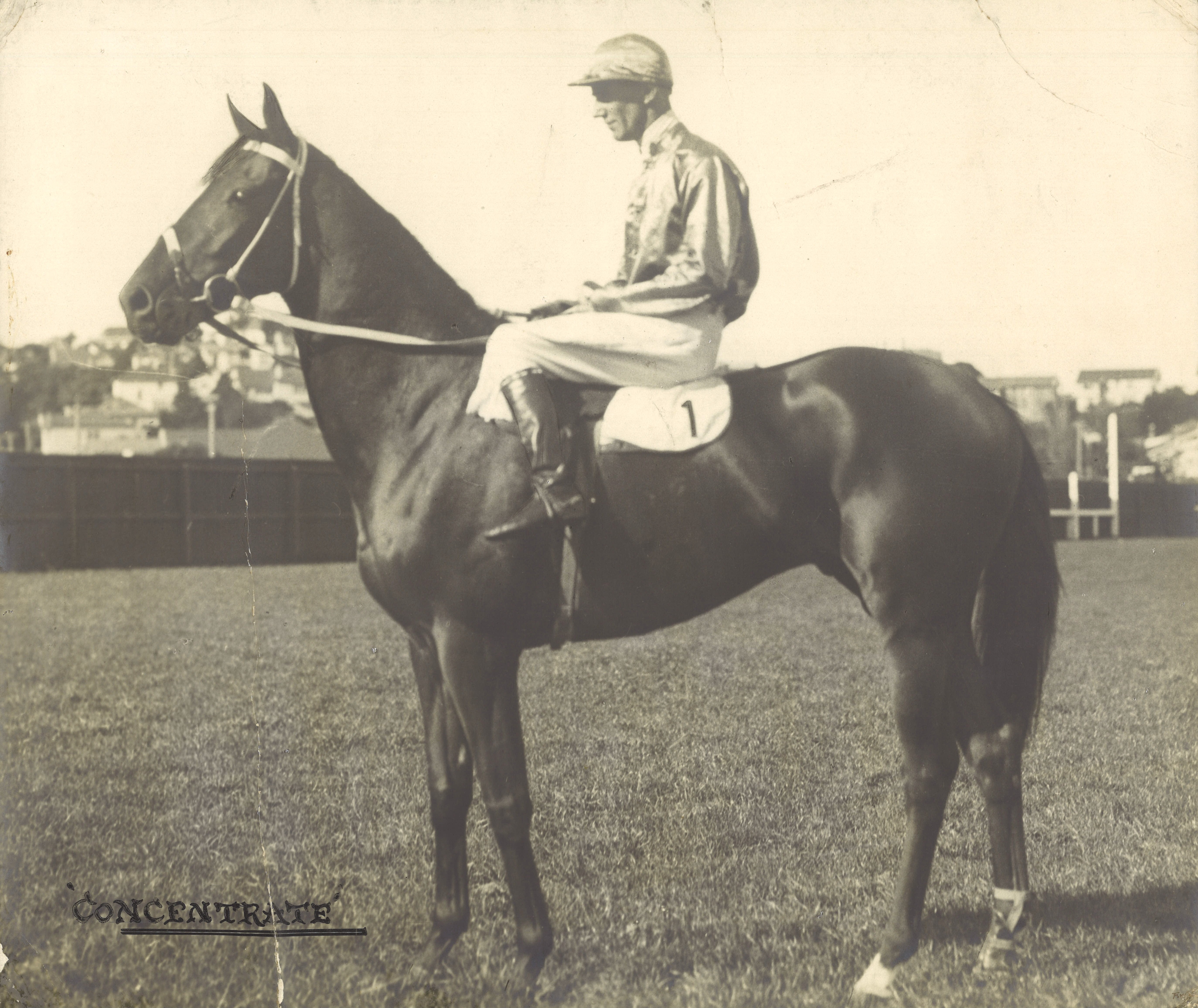 A Century of National Yearling Sales Success: Auckland Cup | New ...