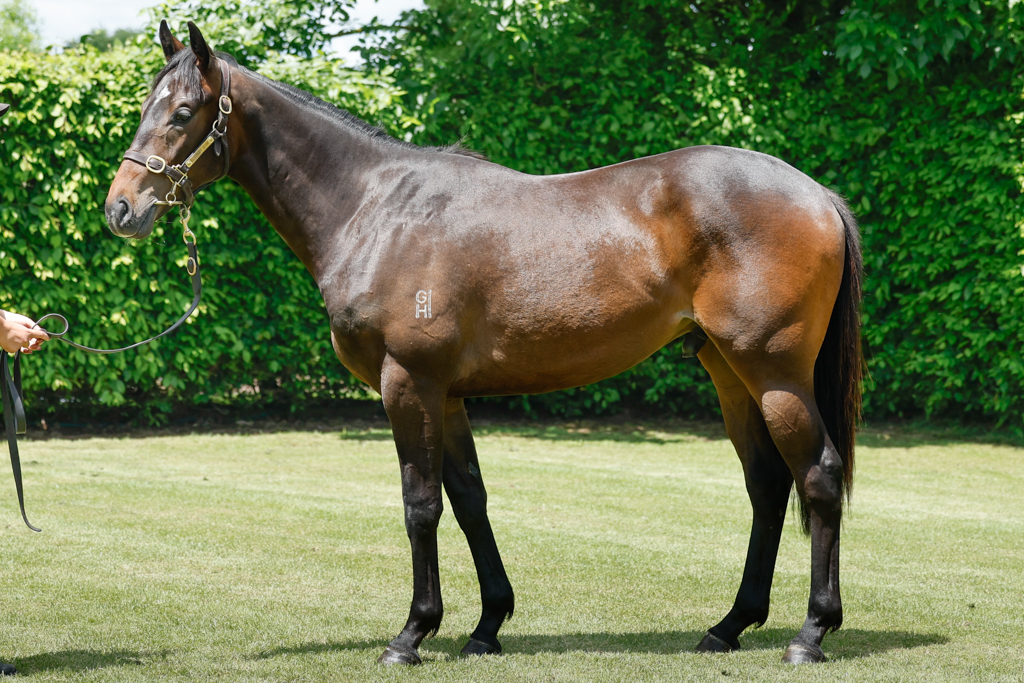 Sasterion | Ready to Run Sale | New Zealand Bloodstock | Thoroughbred ...