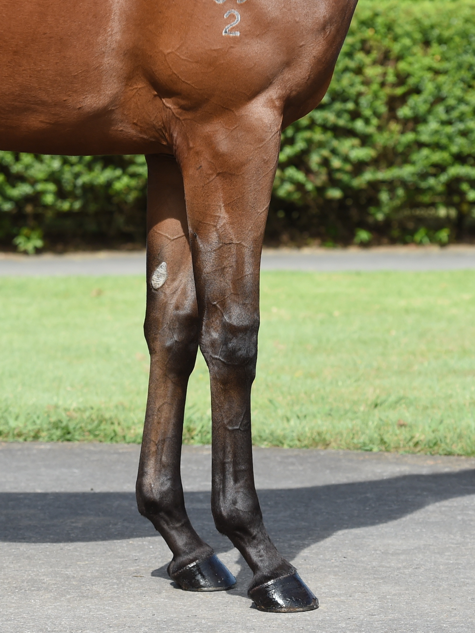 War Princess | Karaka 2024 - Book 2 | New Zealand Bloodstock ...